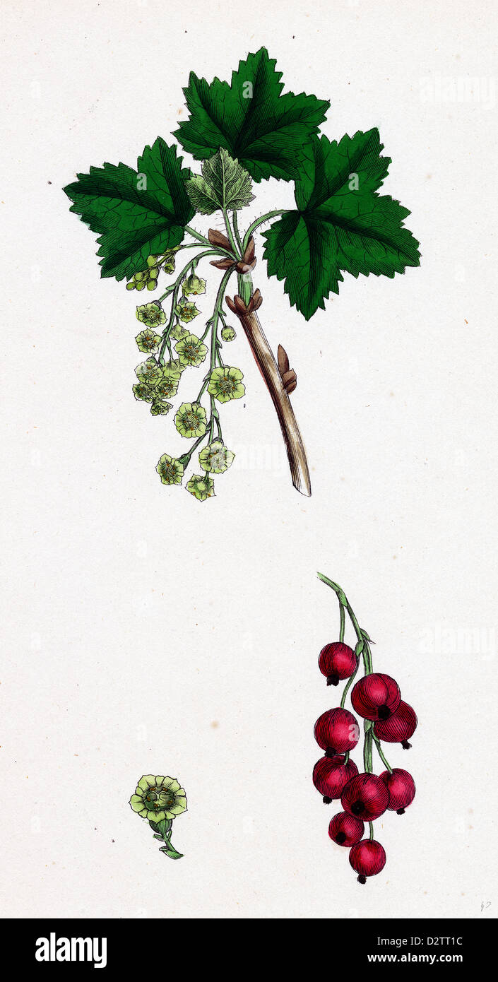 Ribes rubrum botanical illustration hi-res stock photography and images ...