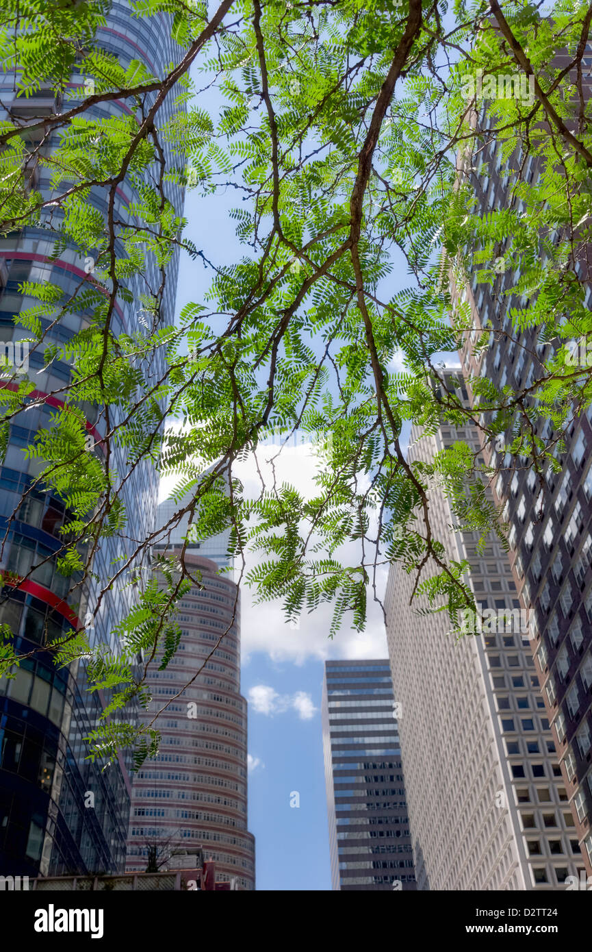 Skyscrapers and Nature in New York City Stock Photo - Alamy