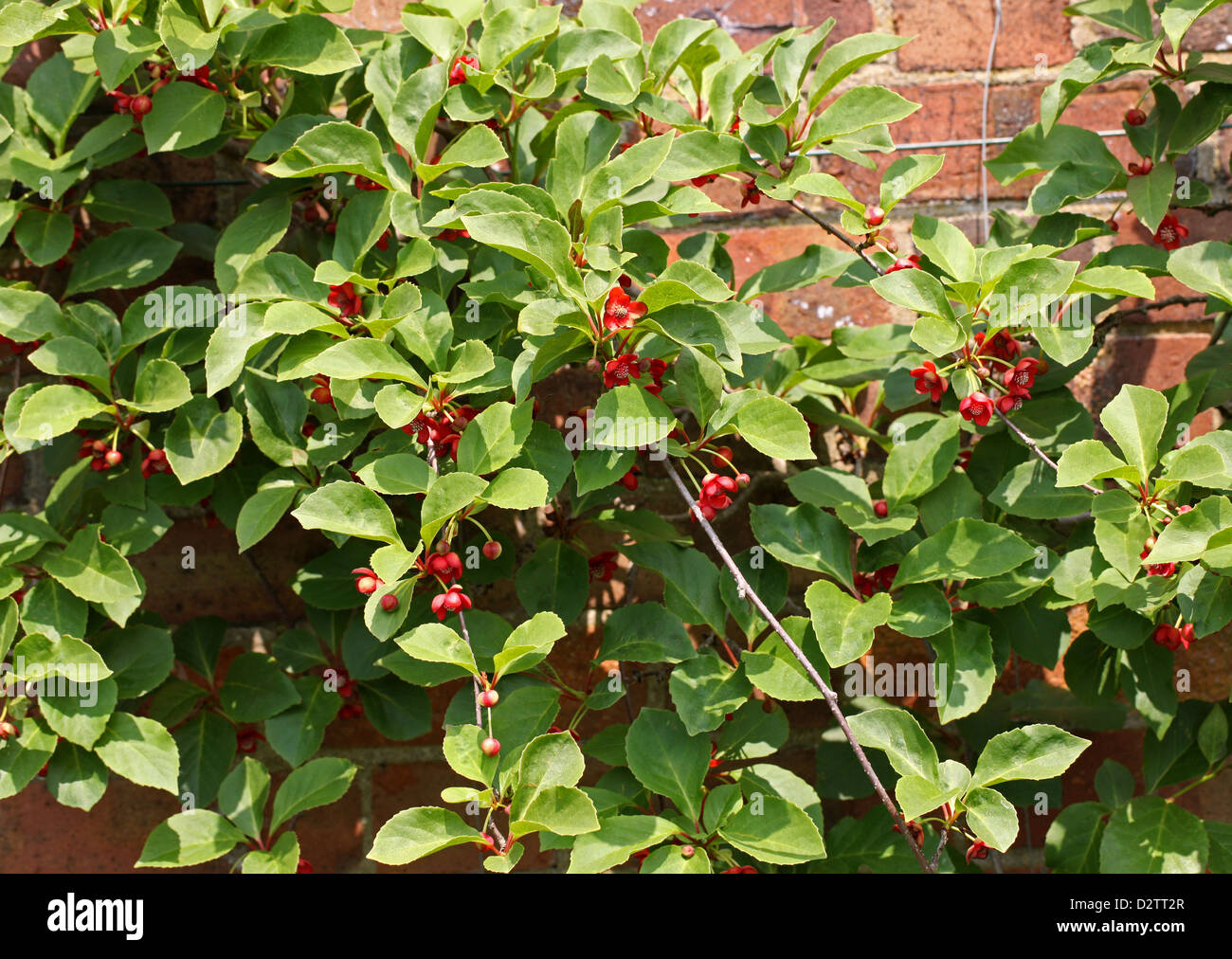 Magnolia Vine, Schisandra rubriflora, Schisandraceae. China Stock Photo ...