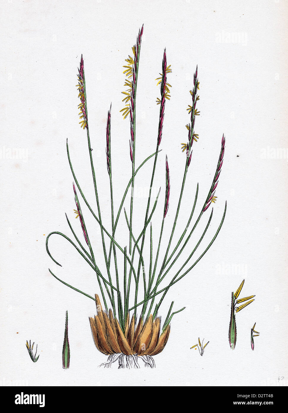 Nardus stricta Mat-grass Stock Photo - Alamy