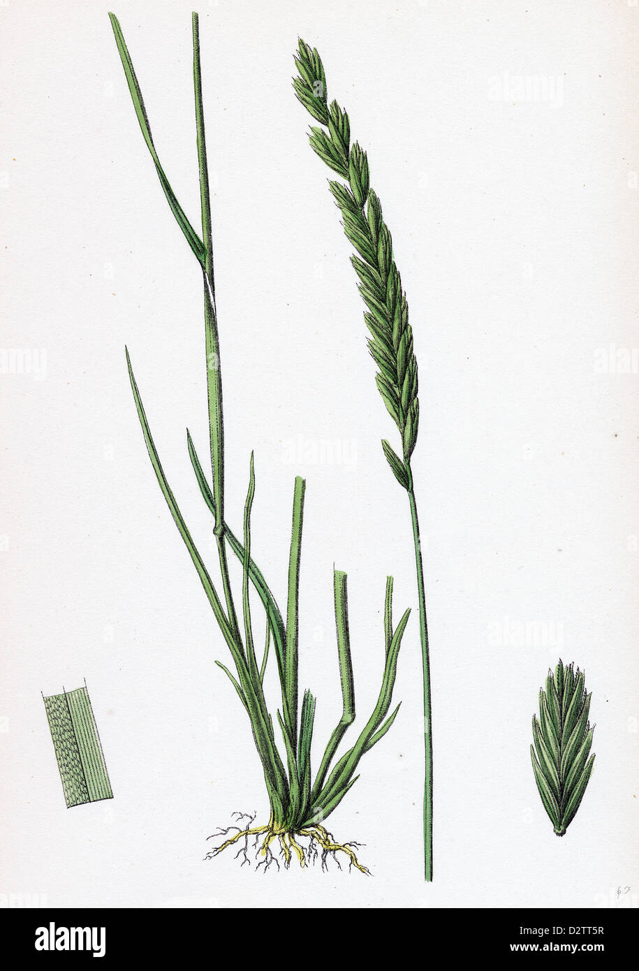 Triticum pungens; Erect Sea Couch-grass Stock Photo - Alamy
