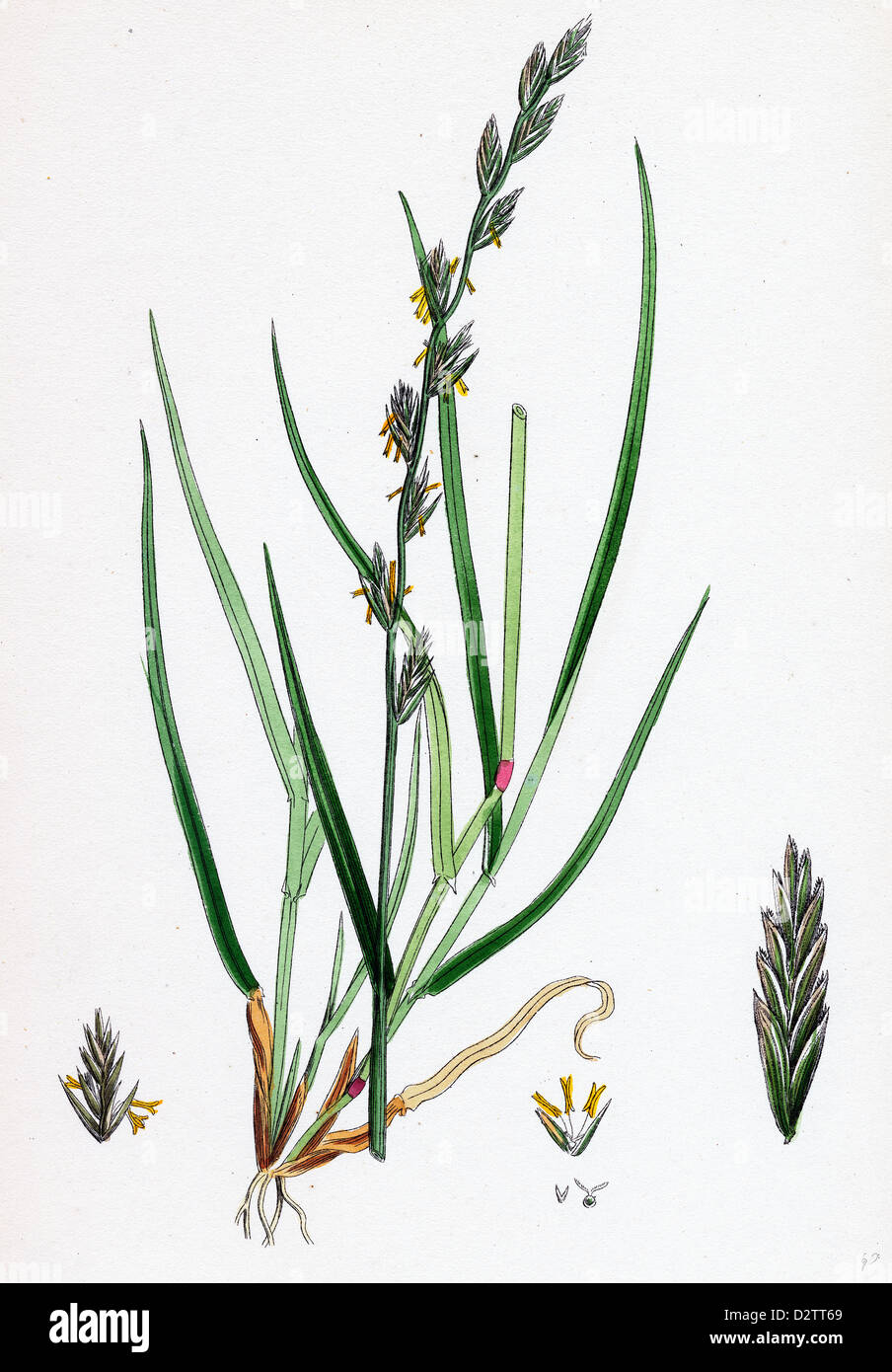 Lolium eu-perenne Common Rye-grass Stock Photo - Alamy