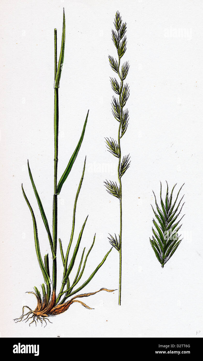 Lolium Italicum; Italian Rye-grass Stock Photo - Alamy