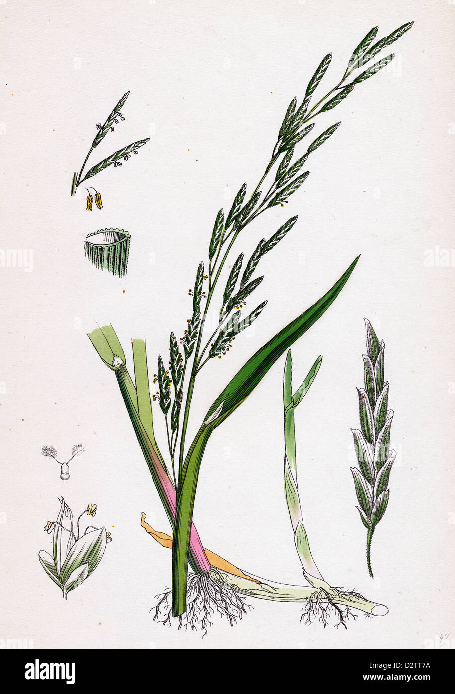 Glyceria plicata; Folded-leaved Meadow-grass Stock Photo - Alamy