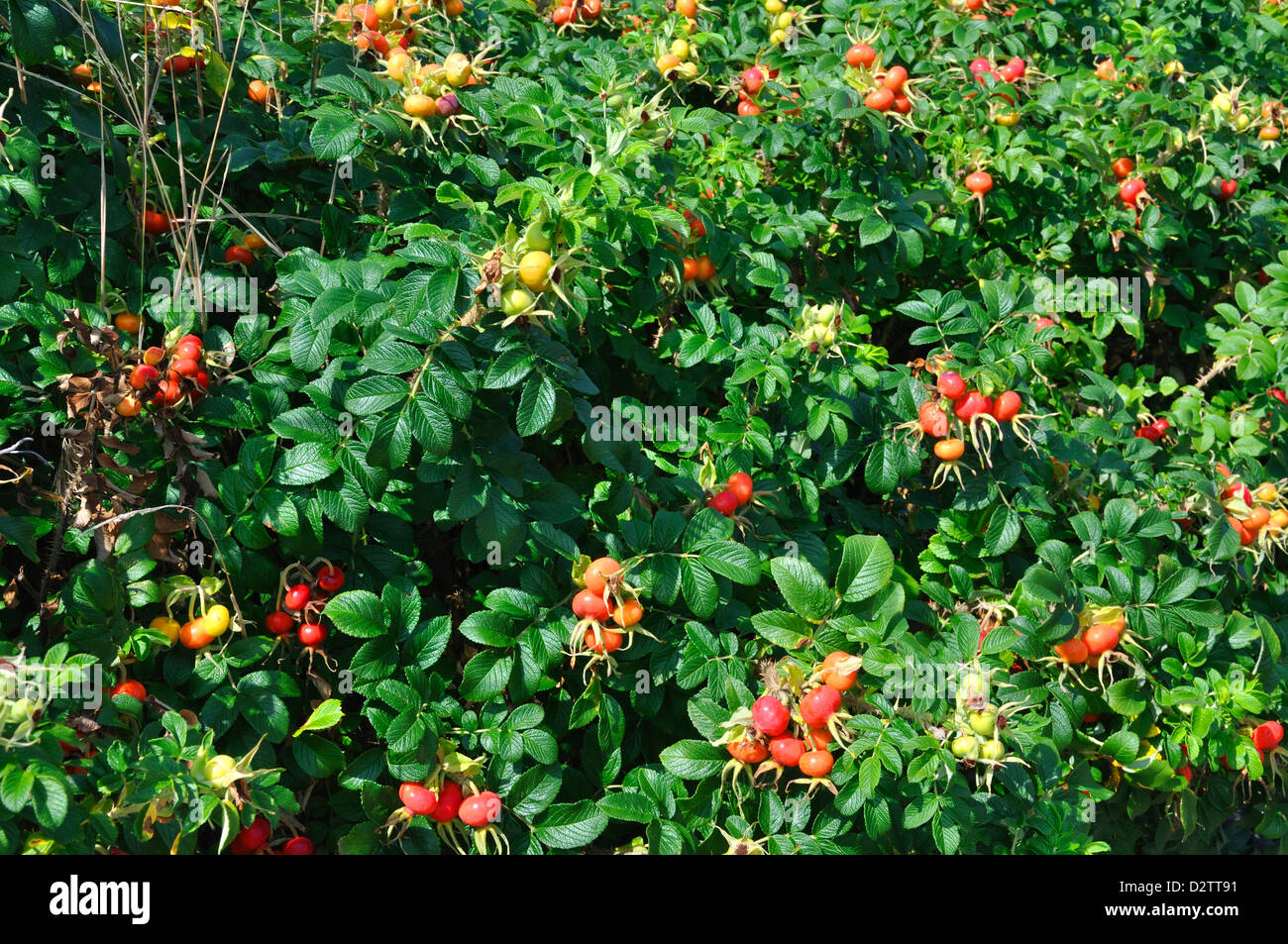 Best Time To Plant Rose Bushes In Massachusetts at Stella Bowles blog