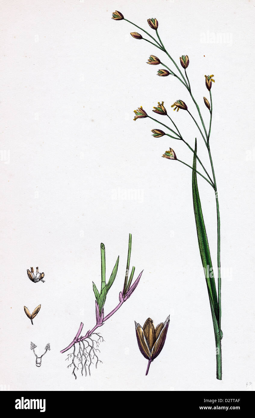 Melica uniflora Wood Melic-grass Stock Photo - Alamy