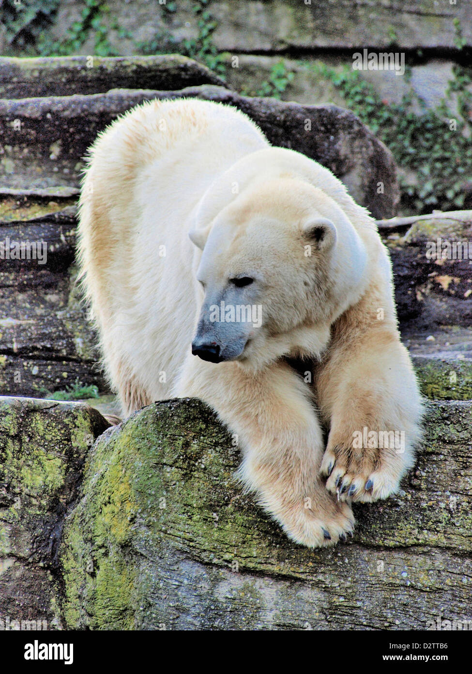 -Polar Bear- Vienna (Austria Stock Photo - Alamy