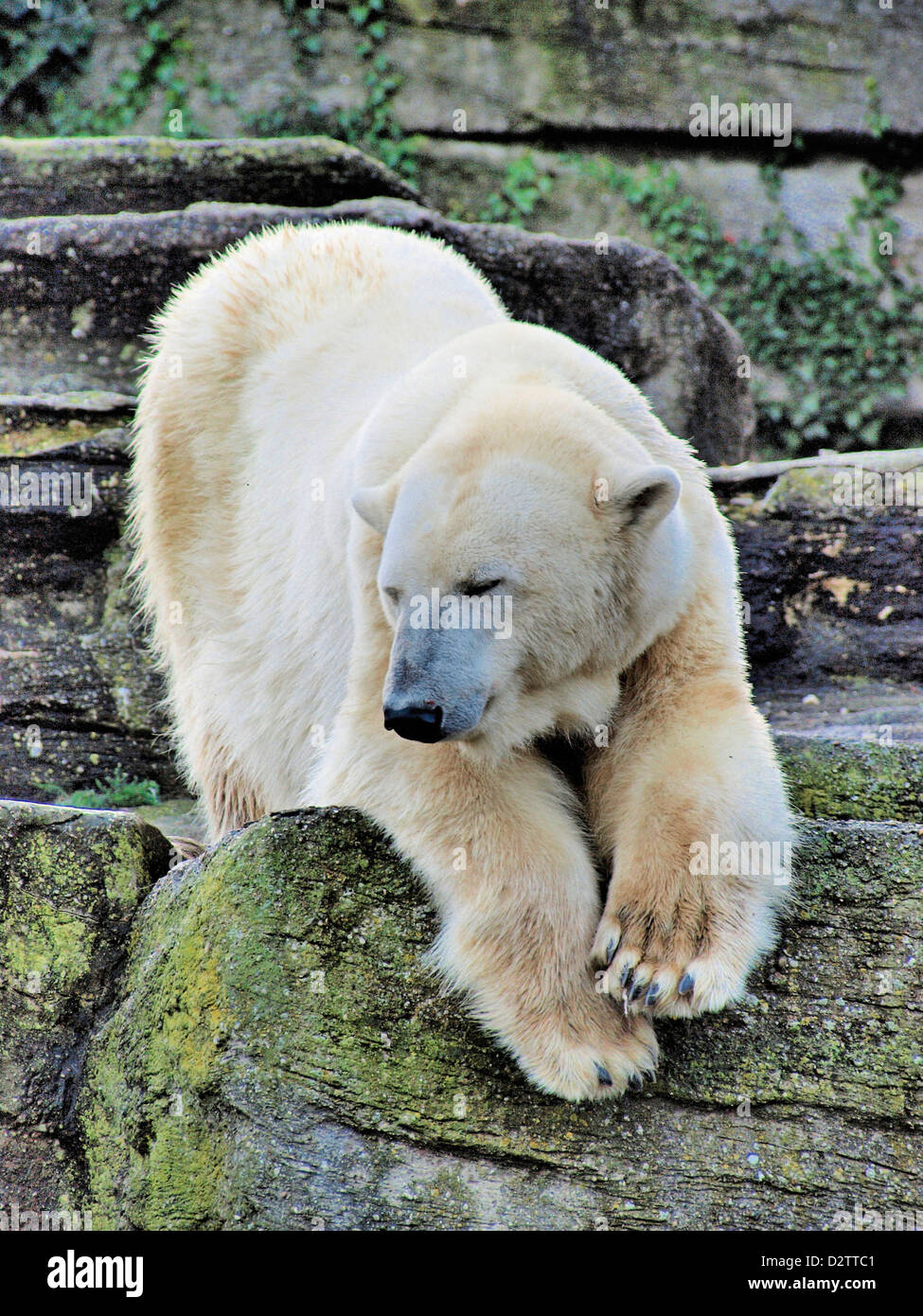 -Polar Bear- Vienna (Austria Stock Photo - Alamy
