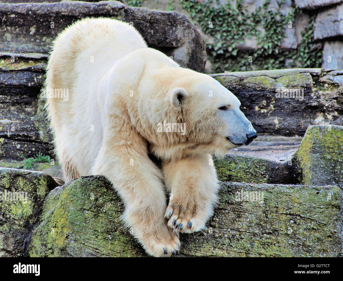 -Polar Bear- Vienna (Austria Stock Photo - Alamy
