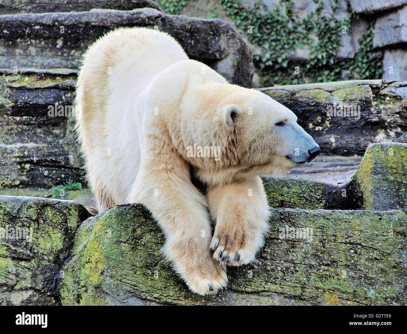 -Polar Bear- Vienna (Austria Stock Photo - Alamy