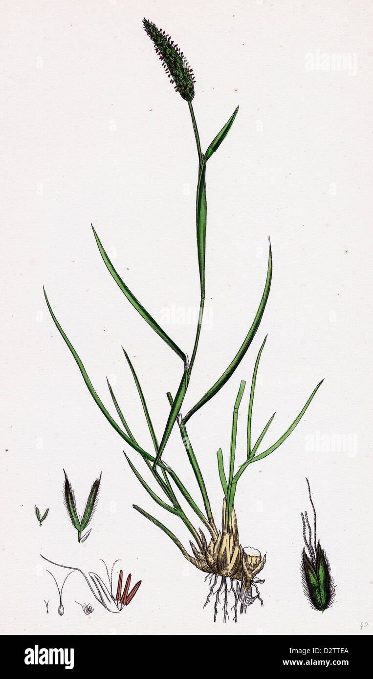 Alopecurus bulbosus Tuberous Fox-tail-grass Stock Photo - Alamy