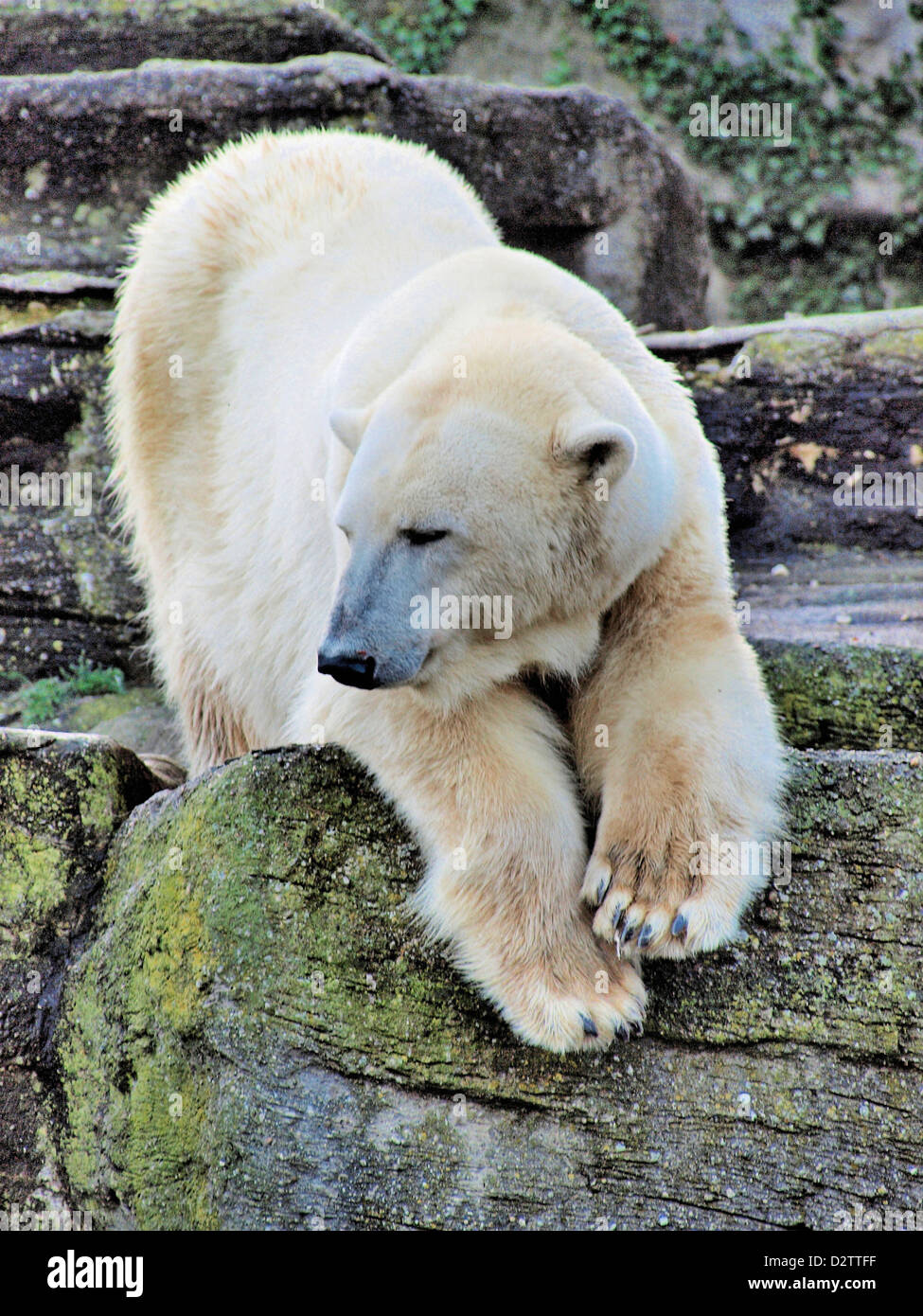 -Polar Bear- Vienna (Austria Stock Photo - Alamy