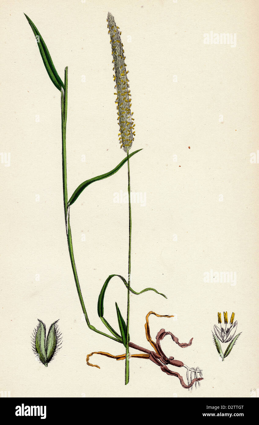 Timothy grass illustration hi-res stock photography and images - Alamy