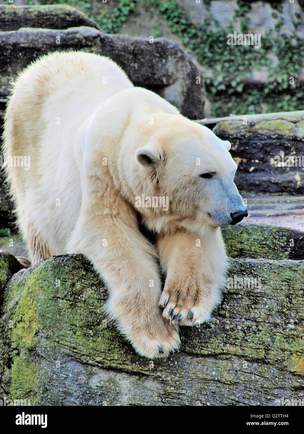 -Polar Bear- Vienna (Austria Stock Photo - Alamy