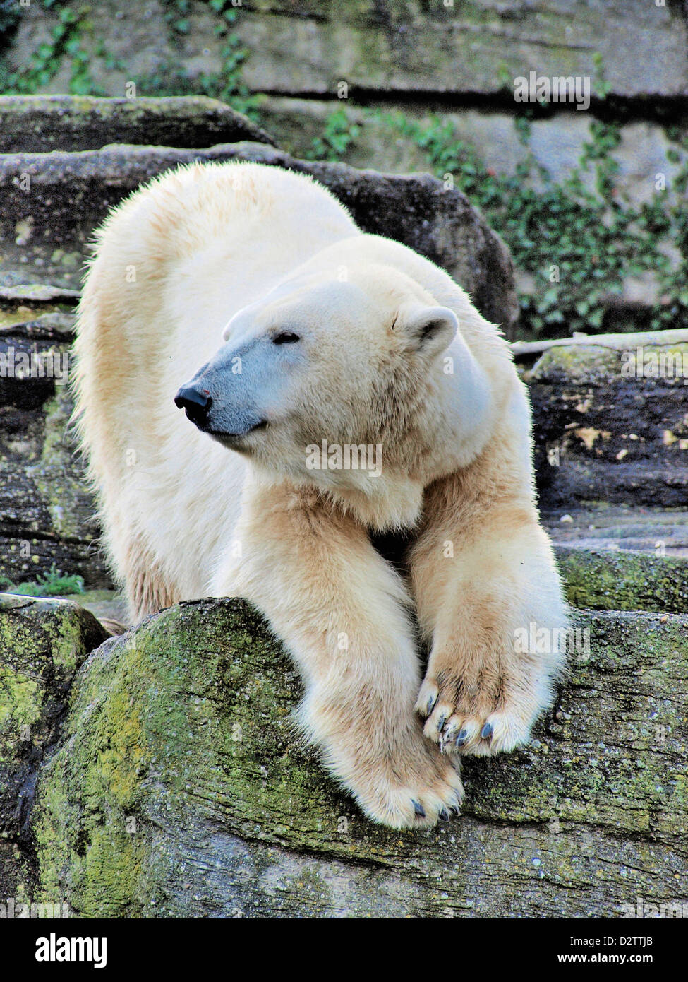 -Polar Bear- Vienna (Austria Stock Photo - Alamy