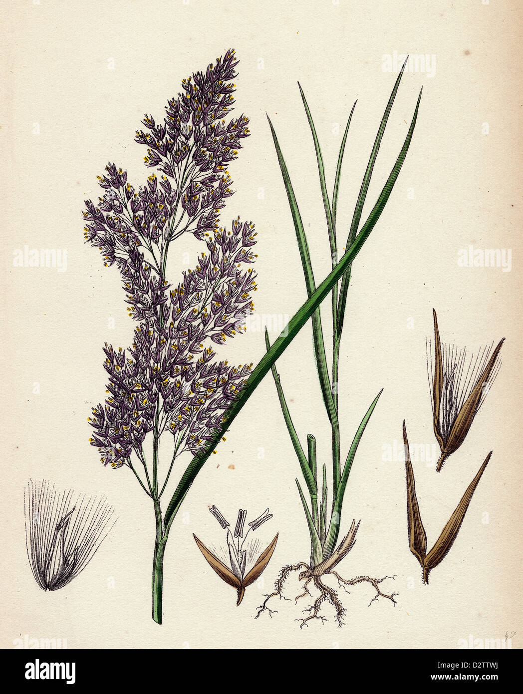 Calamagrostis lanceolata Purple-flowered Small-reed Stock Photo - Alamy