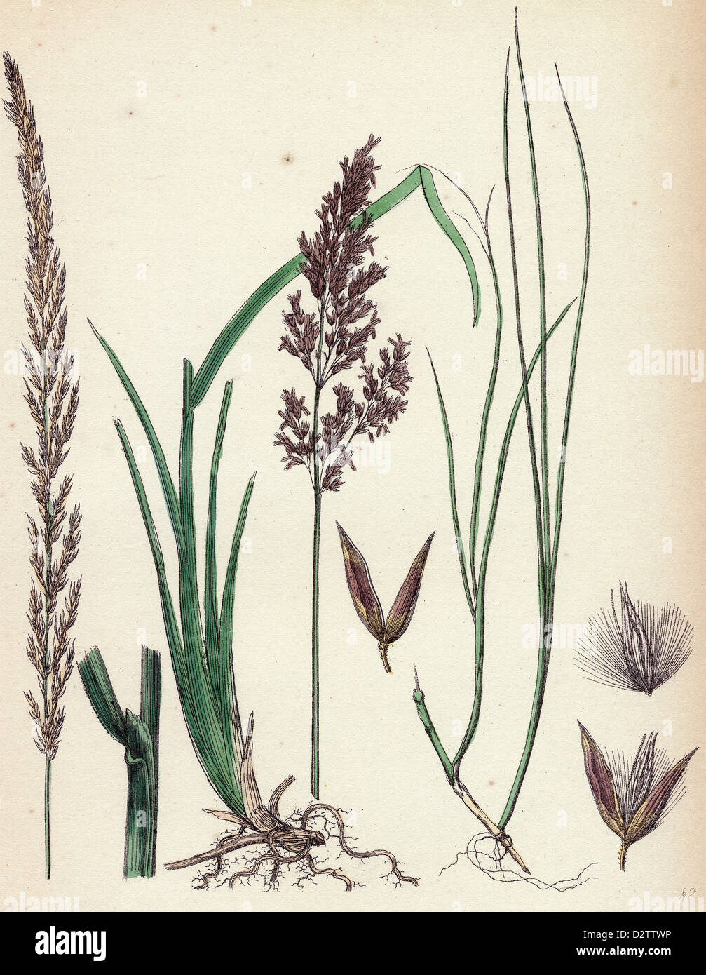 Calamagrostis stricta Narrow Small-reed var. a Stock Photo - Alamy