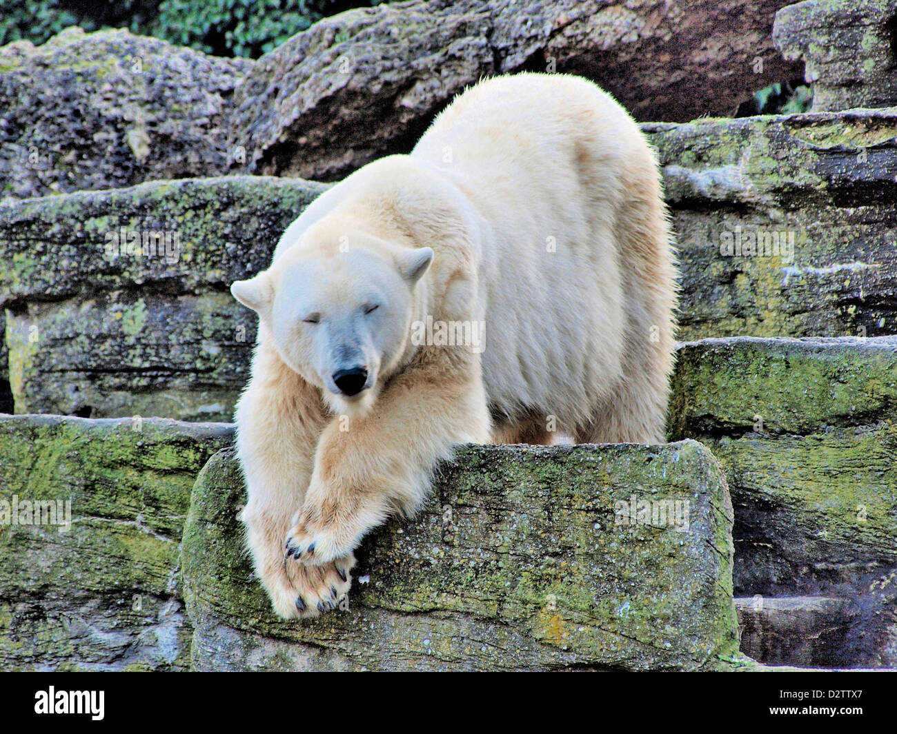 Polar bears vienna austria hi-res stock photography and images - Alamy