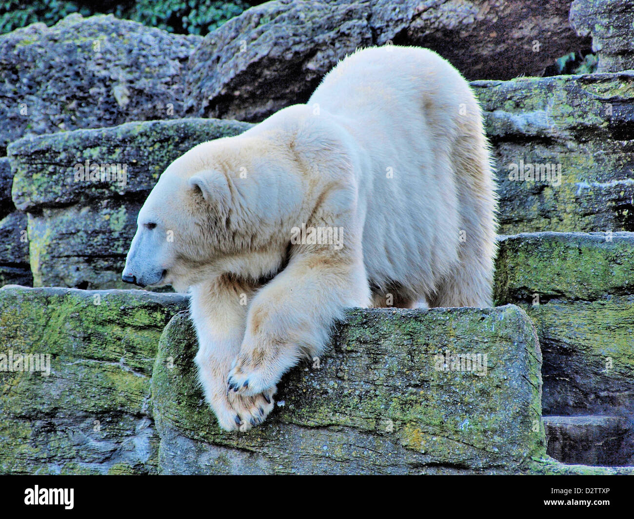 Polar bears vienna austria hi-res stock photography and images - Alamy