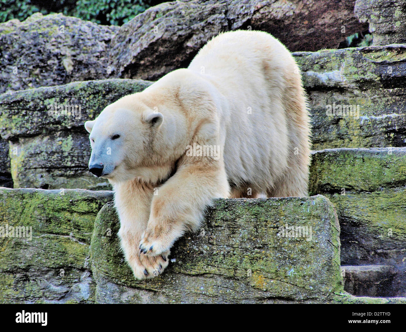 Polar bears vienna austria hi-res stock photography and images - Alamy