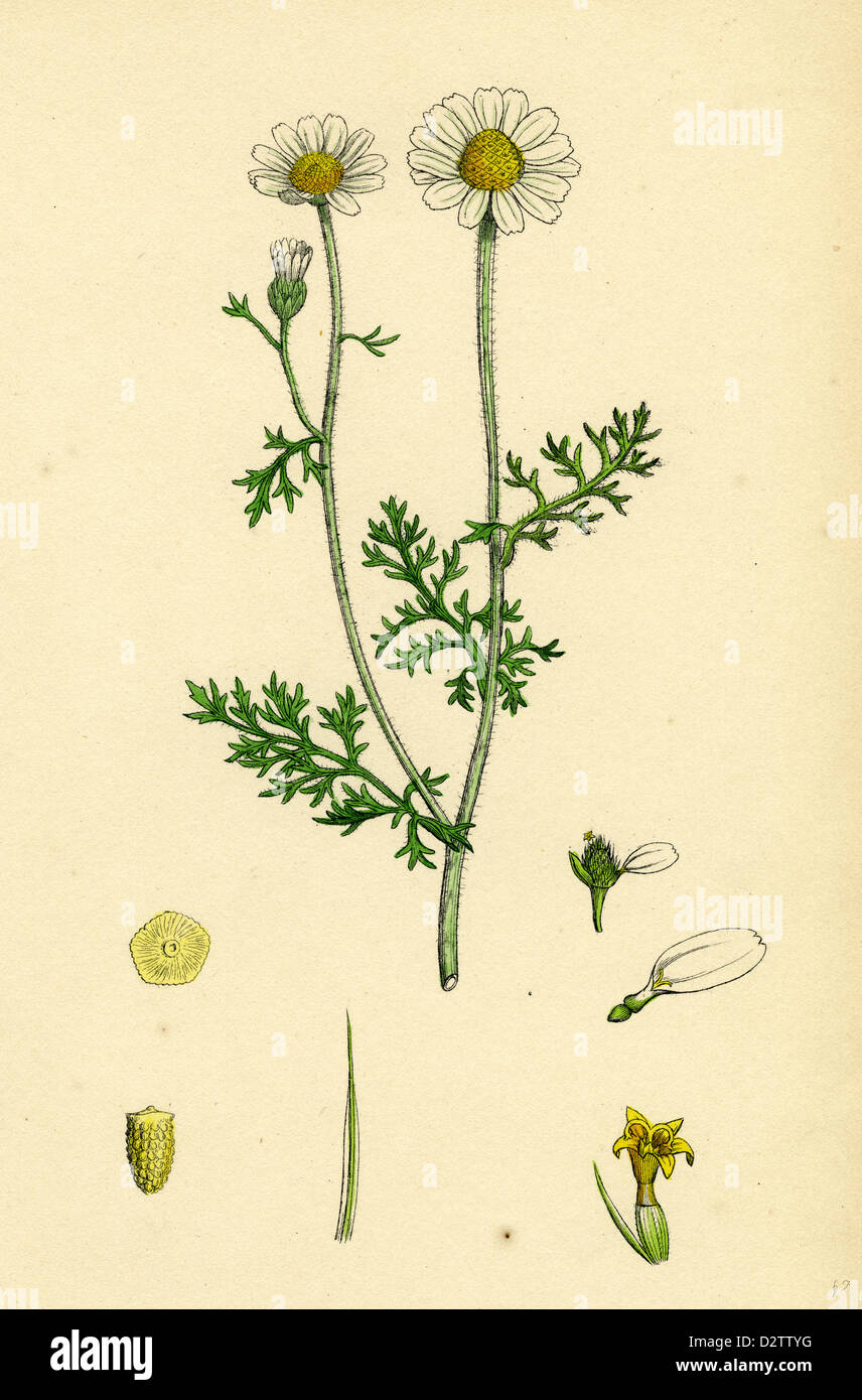 Anthemis Cotula; Stinking Mayweed Stock Photo - Alamy