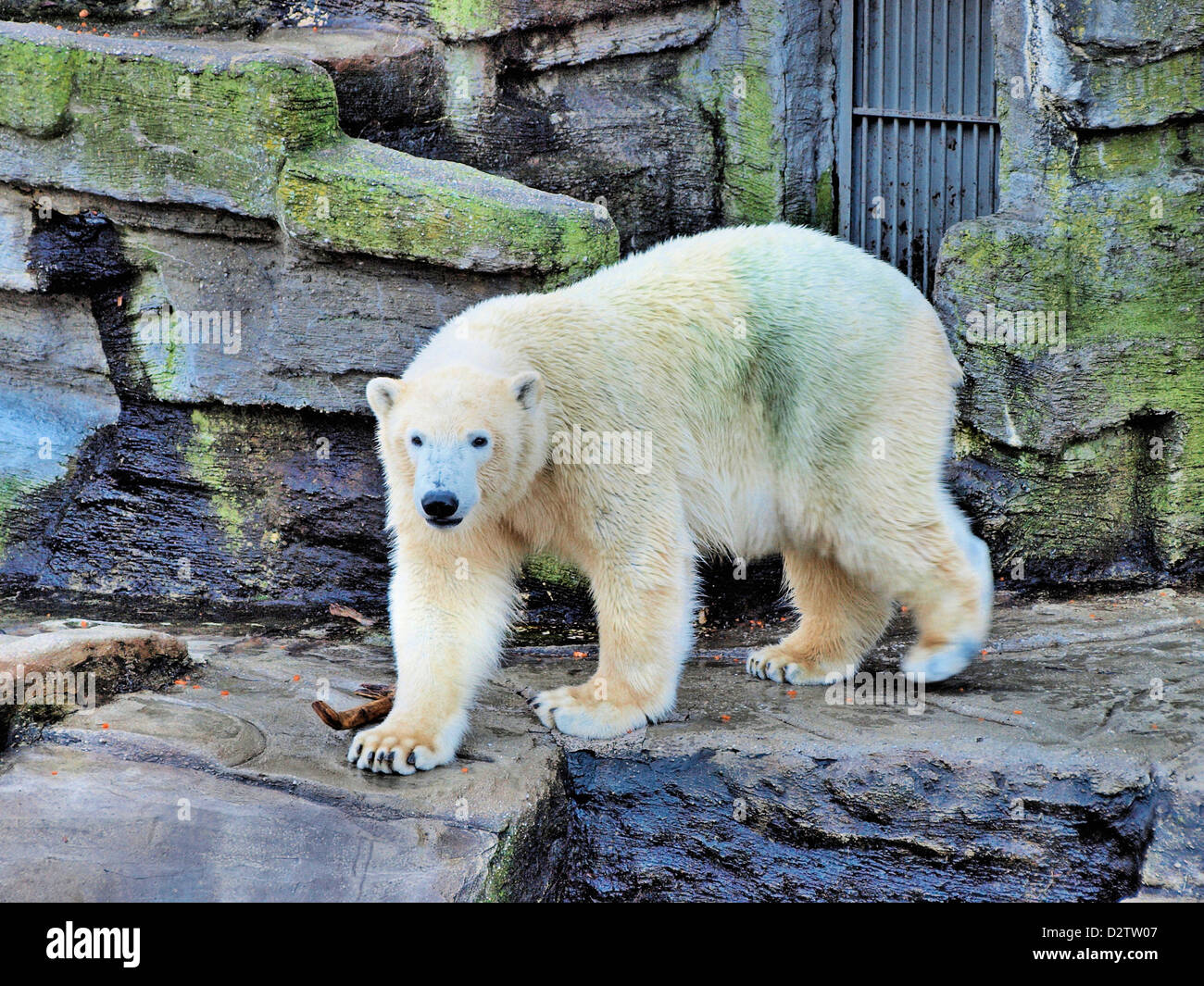 Polar bears vienna austria hi-res stock photography and images - Alamy