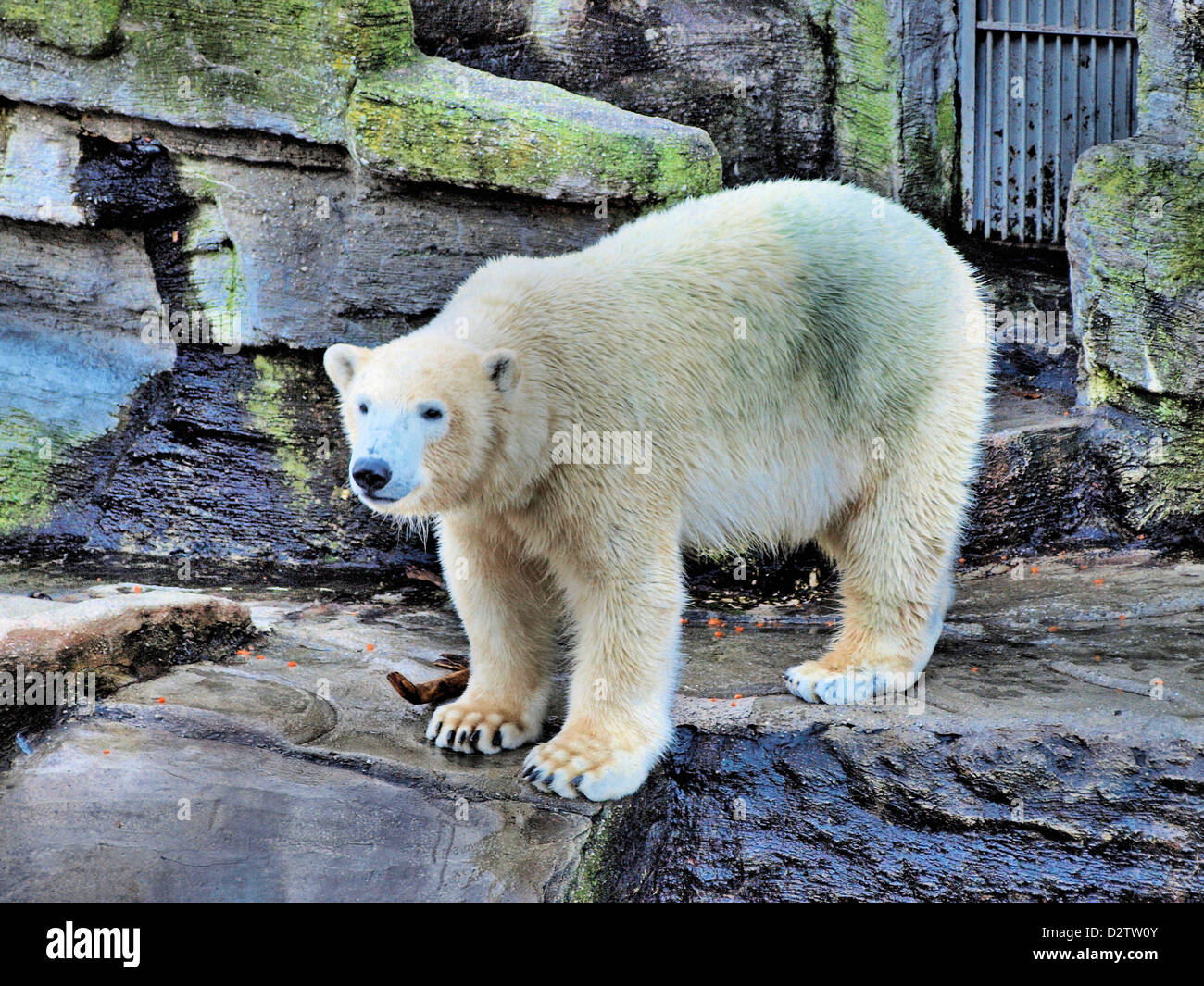 -Polar Bear- Vienna (Austria Stock Photo - Alamy