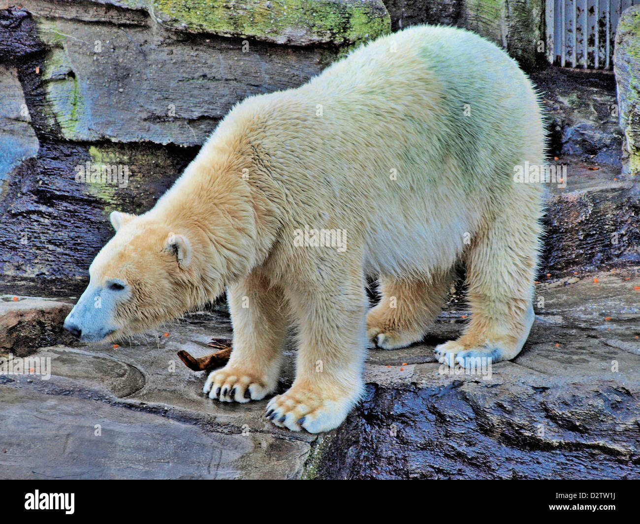 Vienna zoo bear hi-res stock photography and images - Alamy