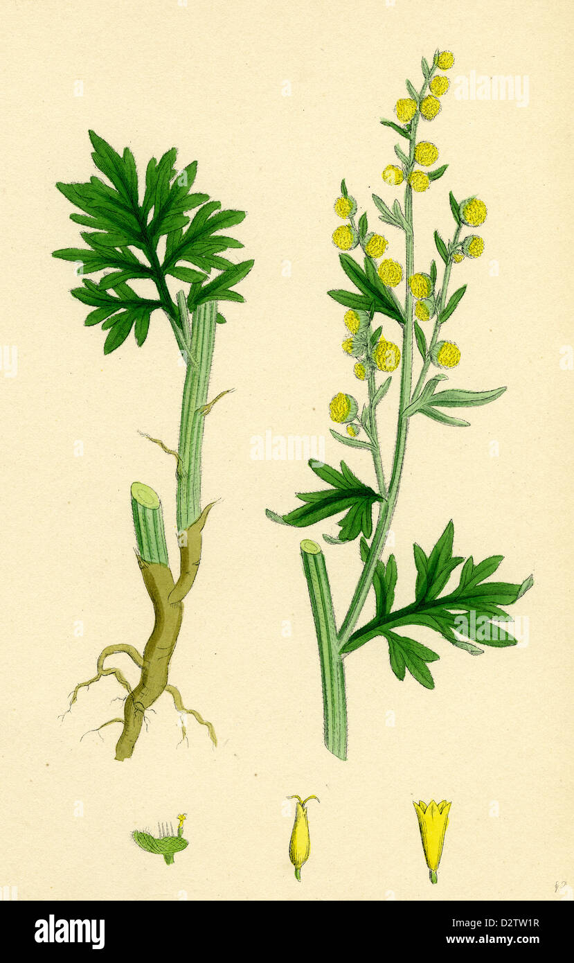 Artemisia Absinthium Common Wormwood Stock Photo - Alamy