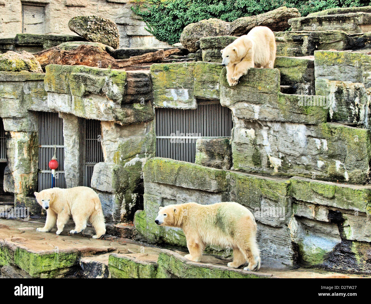 -Polar Bears- Vienna (Austria Stock Photo - Alamy