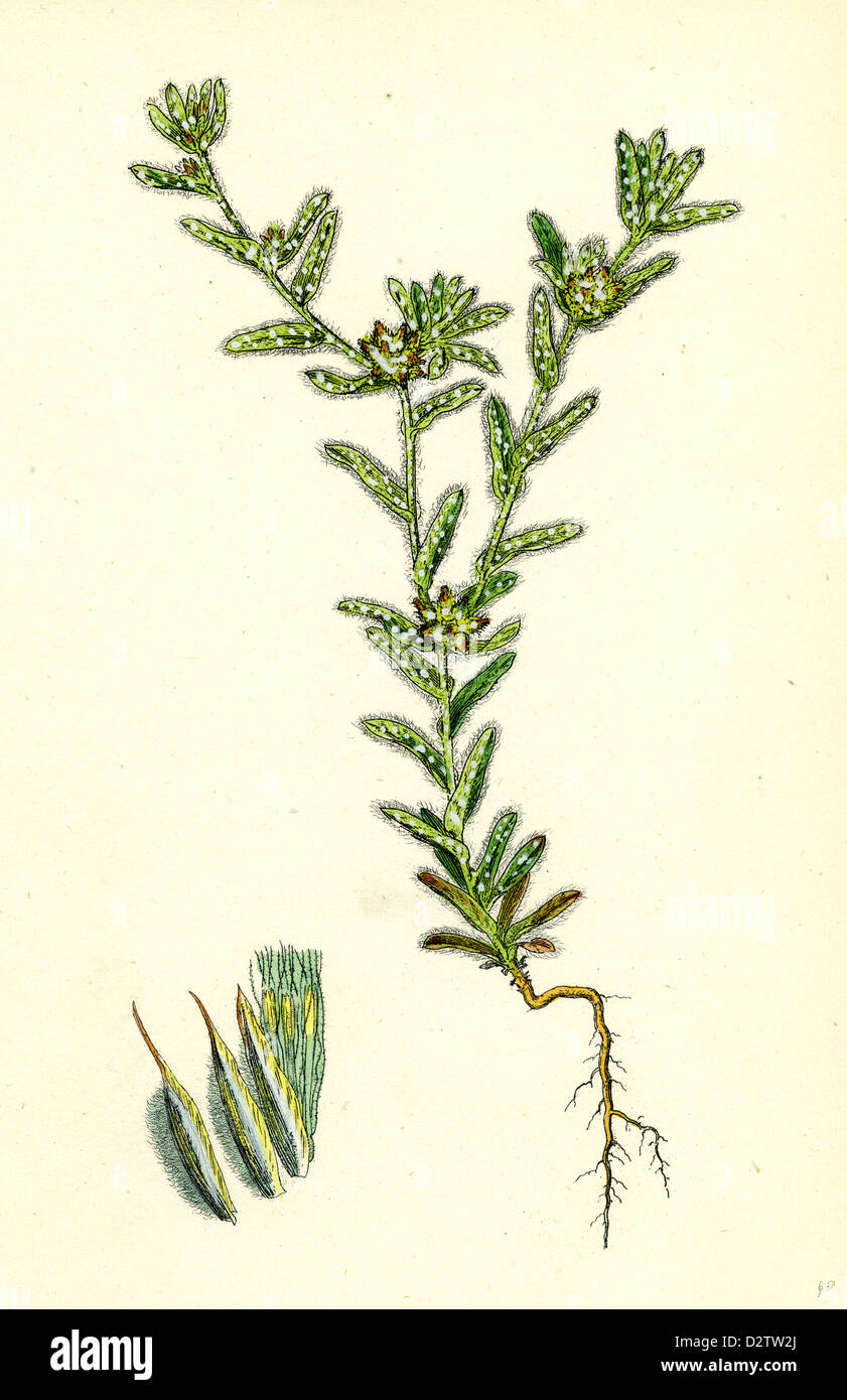 Filago apiculata; Red-tipped Cudweed Stock Photo - Alamy