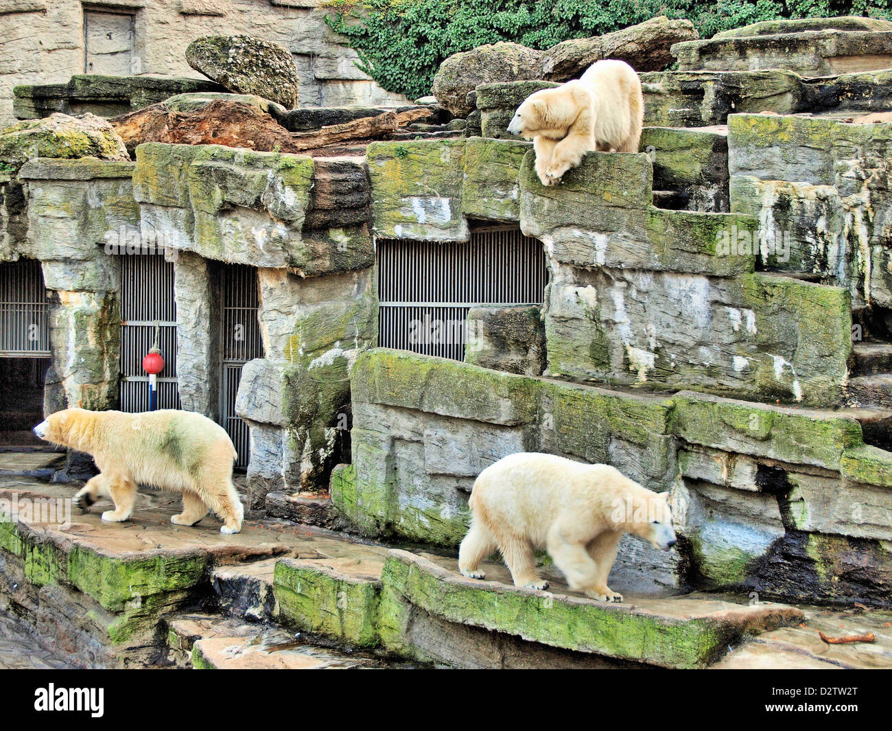-Polar Bears- Vienna (Austria Stock Photo - Alamy