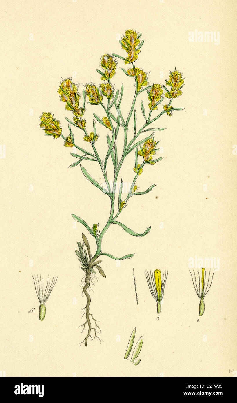 Gnaphalium uliginosum Marsh Cudweed Stock Photo - Alamy