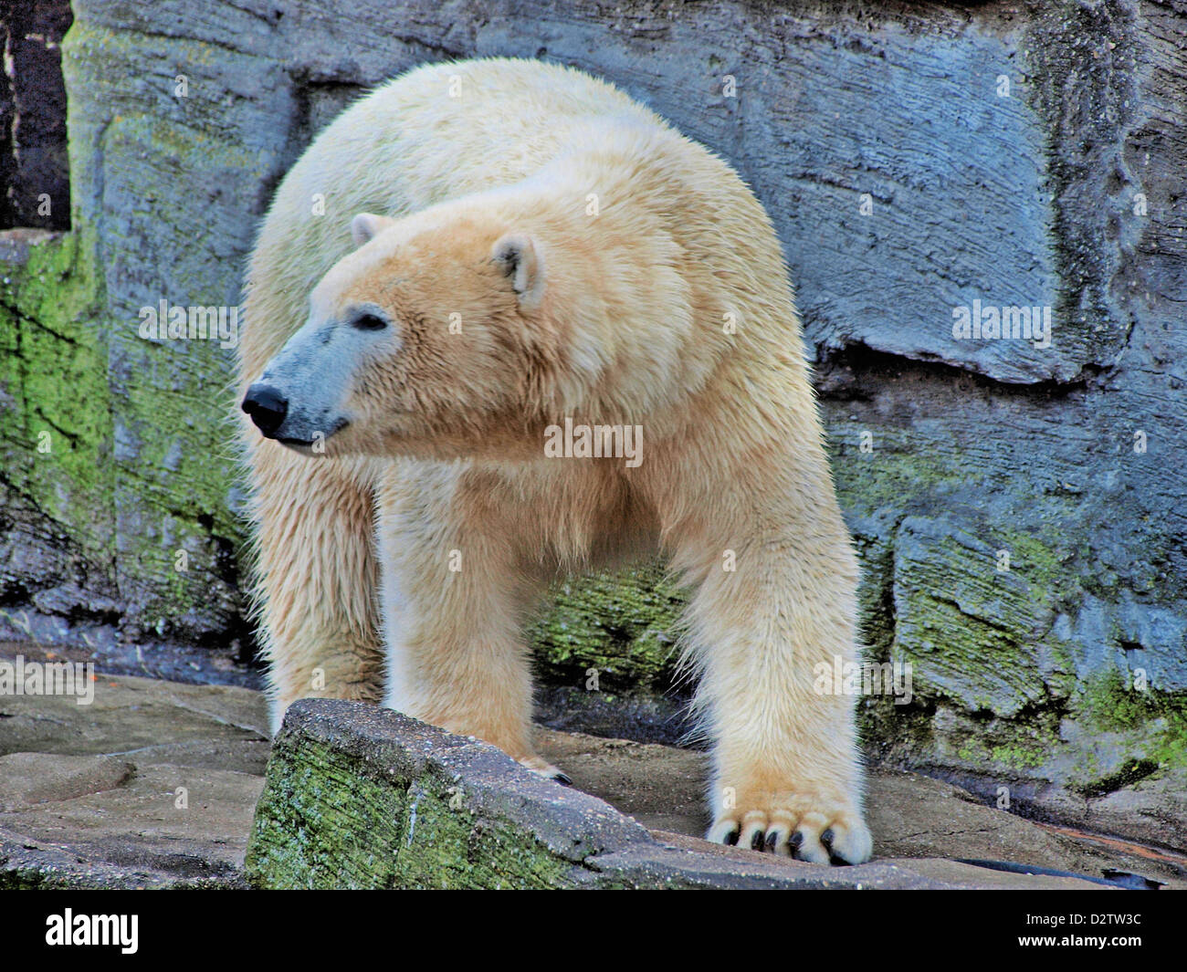 Polar bears vienna austria hi-res stock photography and images - Alamy