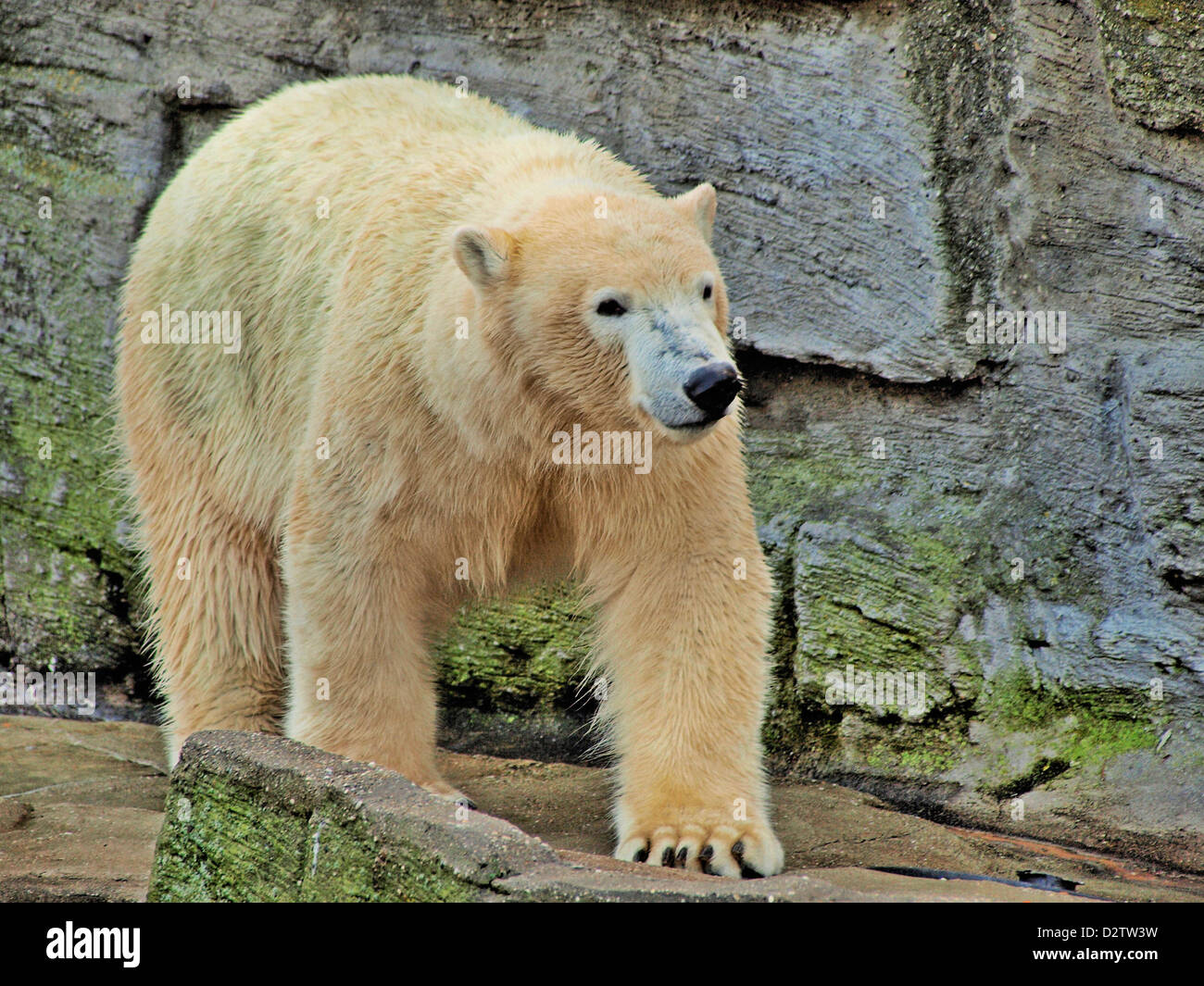 Polar bears vienna austria hi-res stock photography and images - Alamy