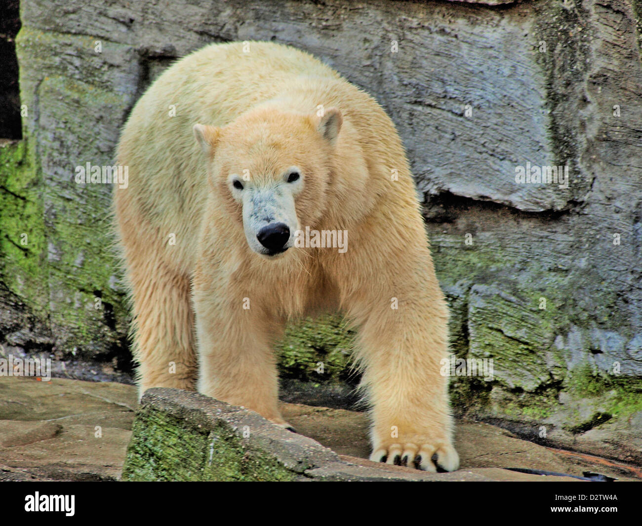 -Polar Bear- Vienna (Austria Stock Photo - Alamy