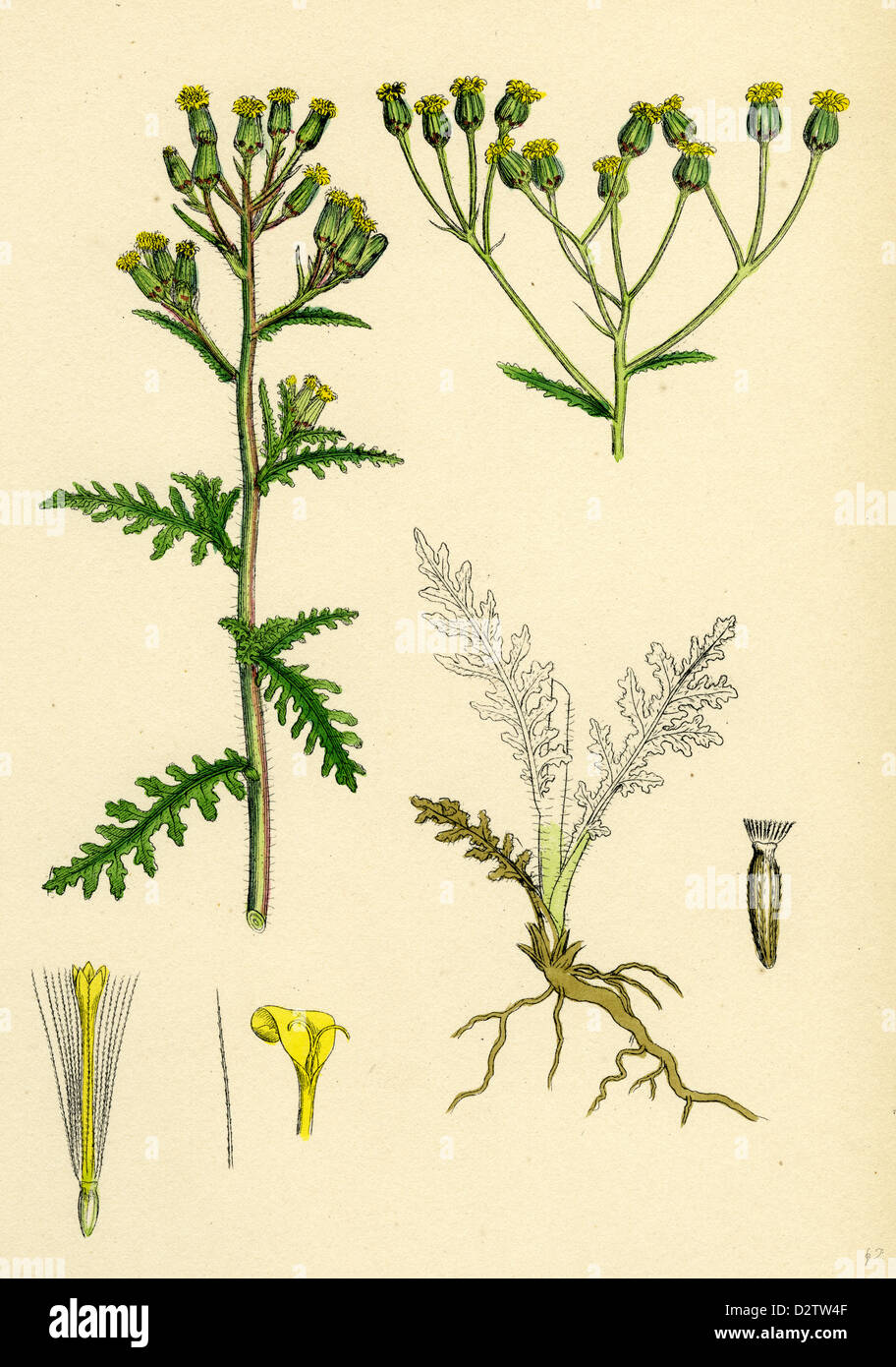 Groundsel botanical illustration hi-res stock photography and images ...
