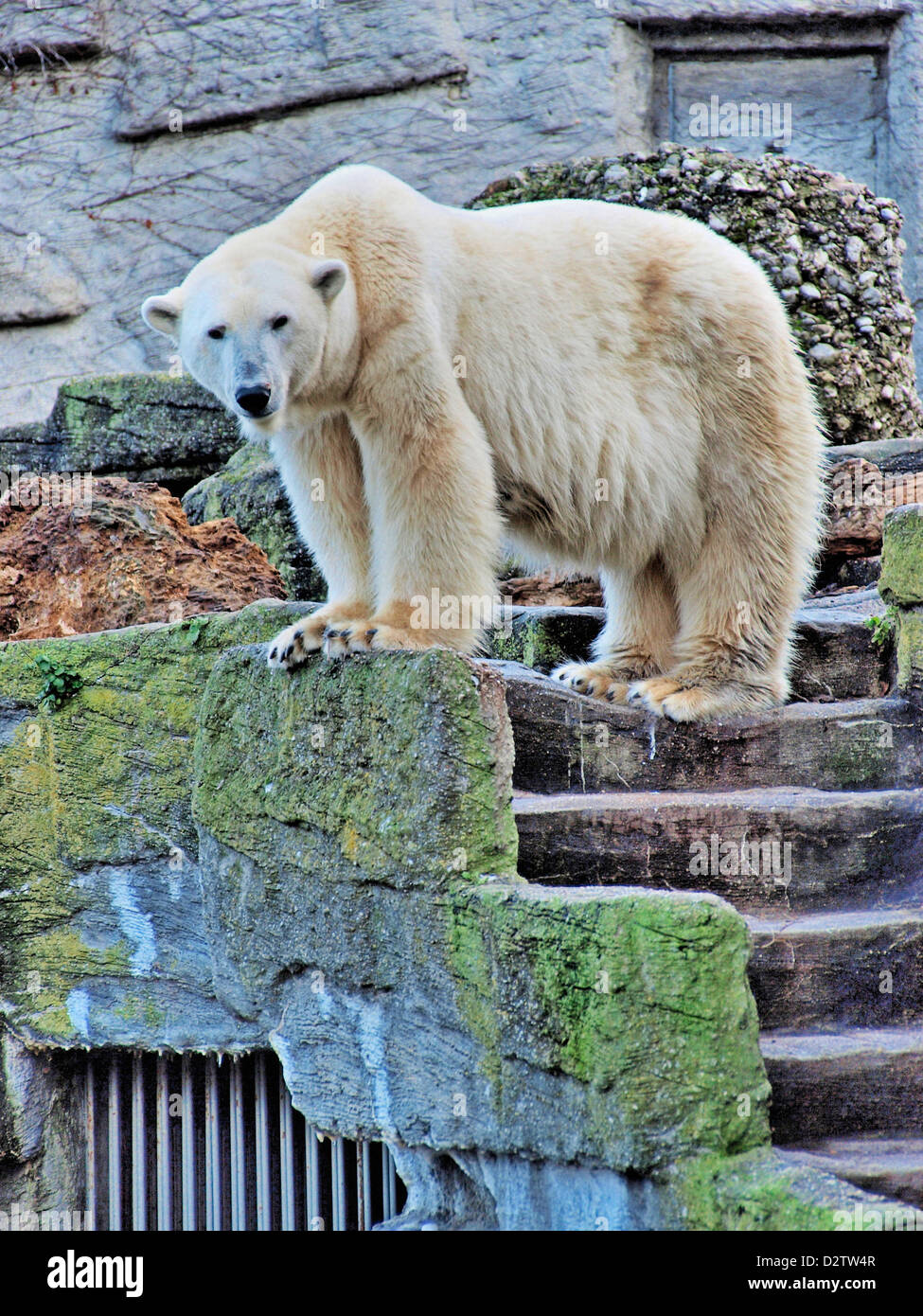 Polar bears vienna austria hi-res stock photography and images - Alamy