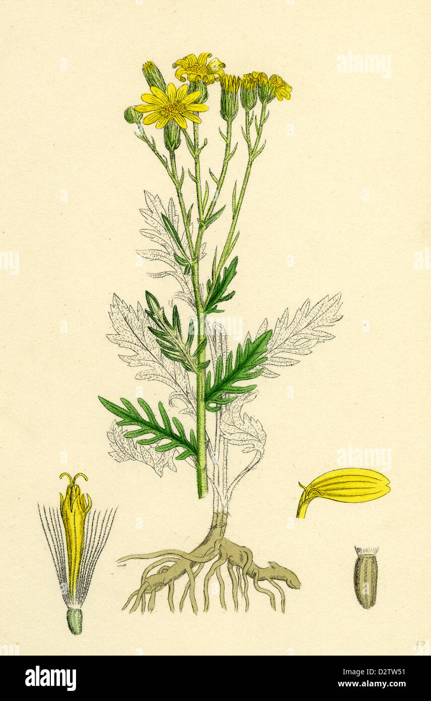 Senecio erucifolius Hoary Ragwort Stock Photo - Alamy