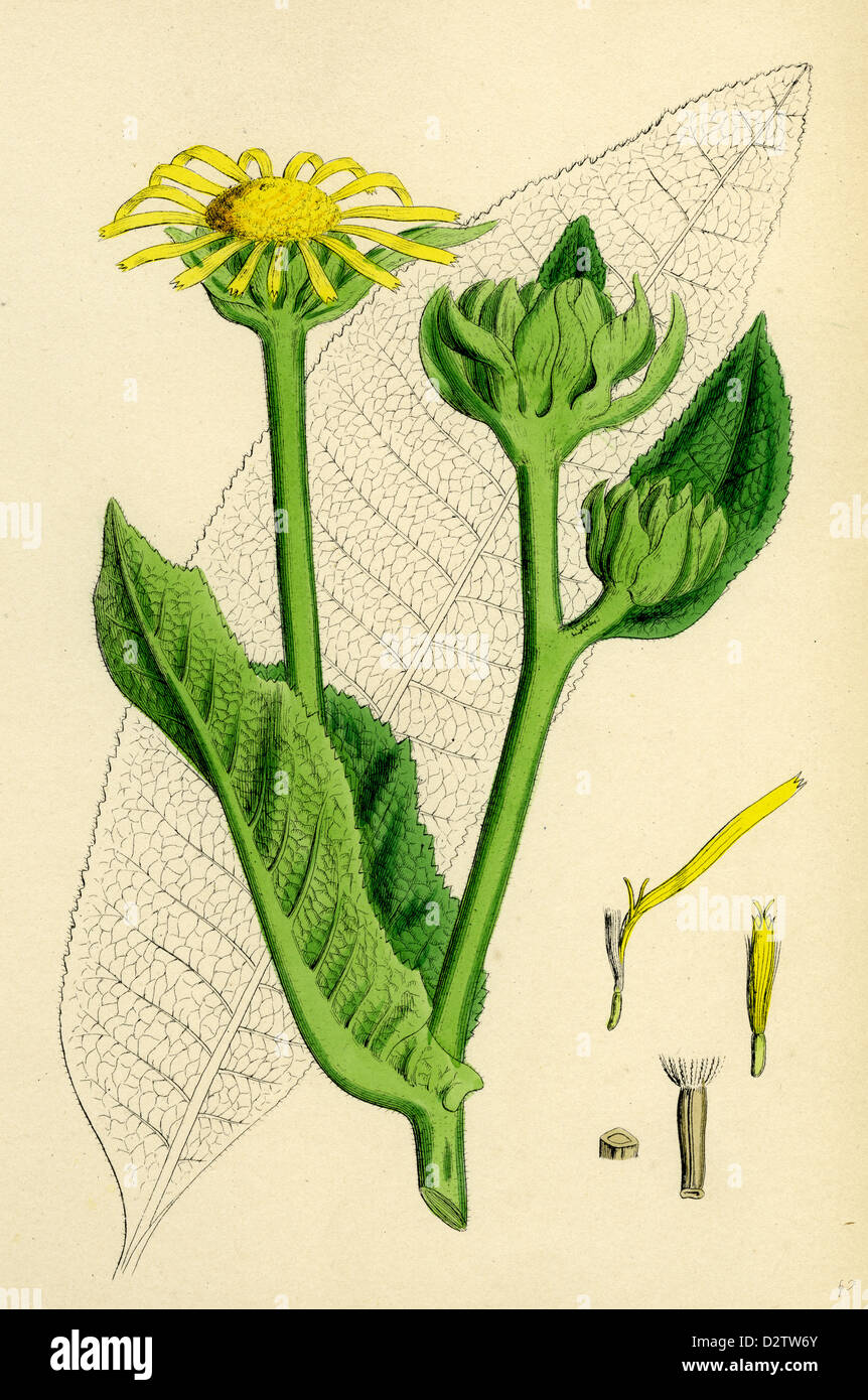 Inula helenium botanical illustration hi-res stock photography and ...