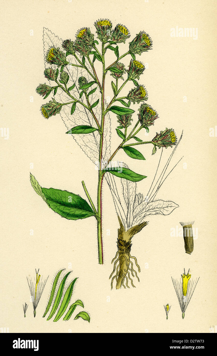 Inula Conyza Ploughman's Spikenard Stock Photo - Alamy