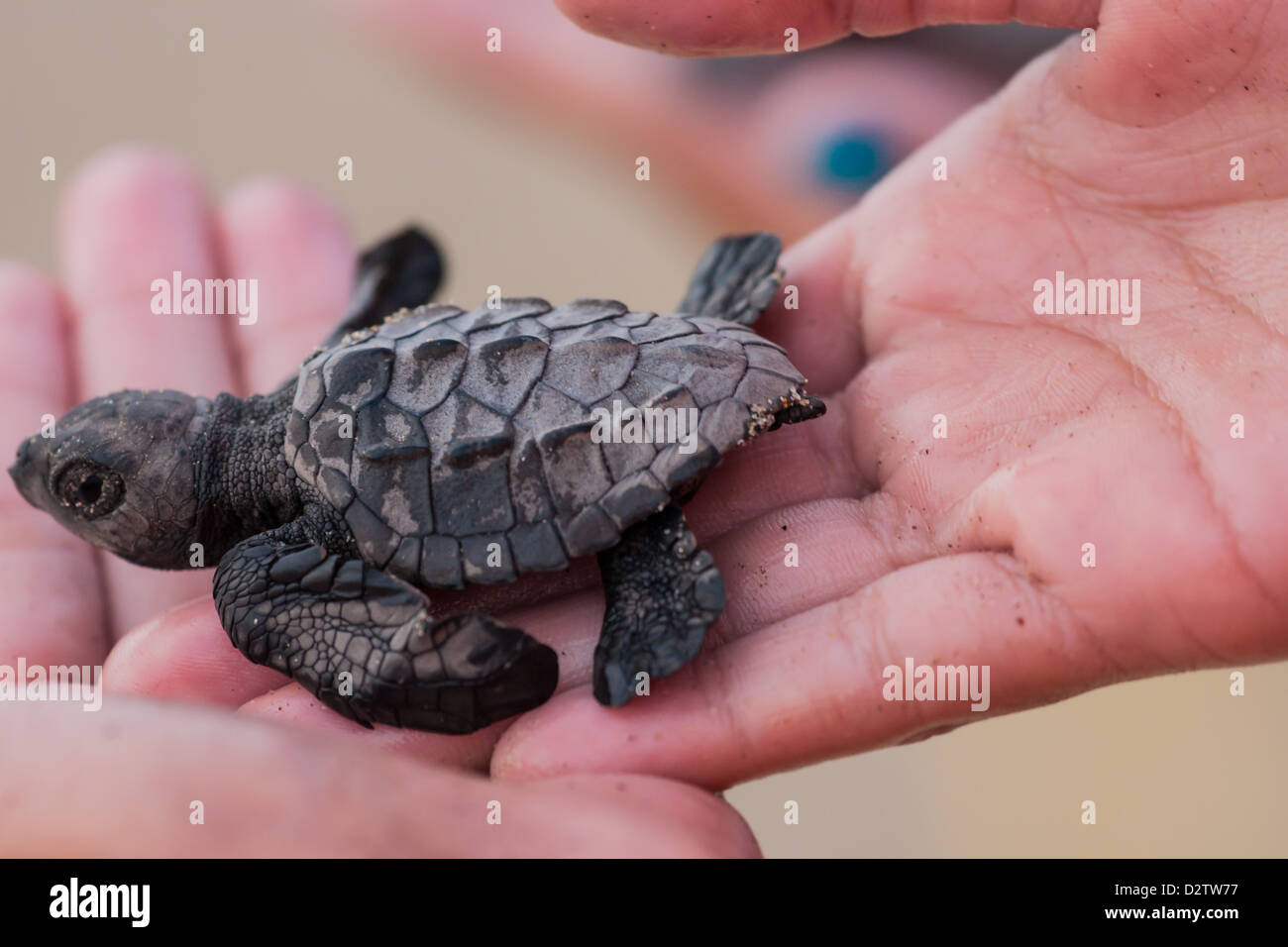 baby Olive Ridley sea turtles ready for release, Nayarit, Mexico Stock ...
