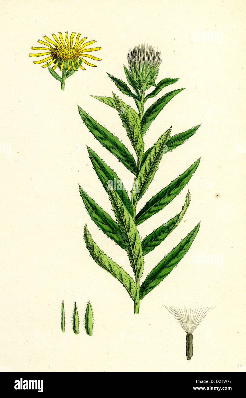 Inula Salicina; Willow-leaved Inula Stock Photo - Alamy