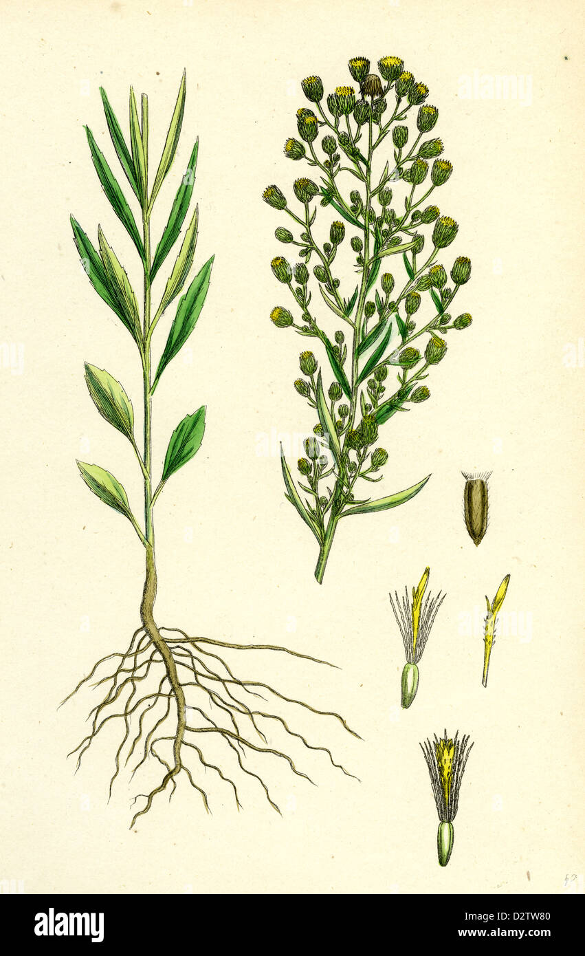 Erigeron canadensis hi-res stock photography and images - Alamy