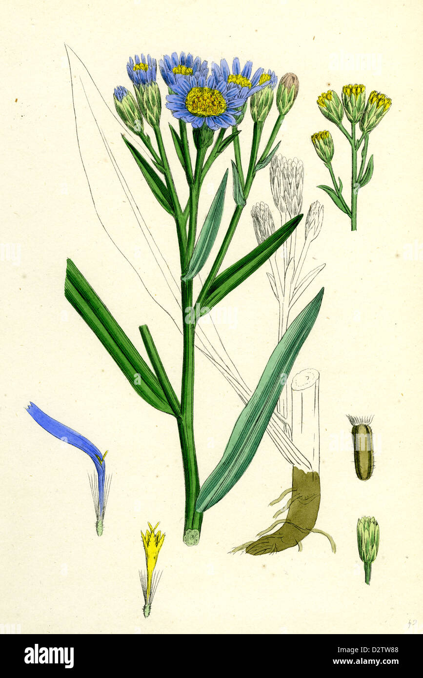 Aster Tripolium; Sea-side Aster Stock Photo - Alamy