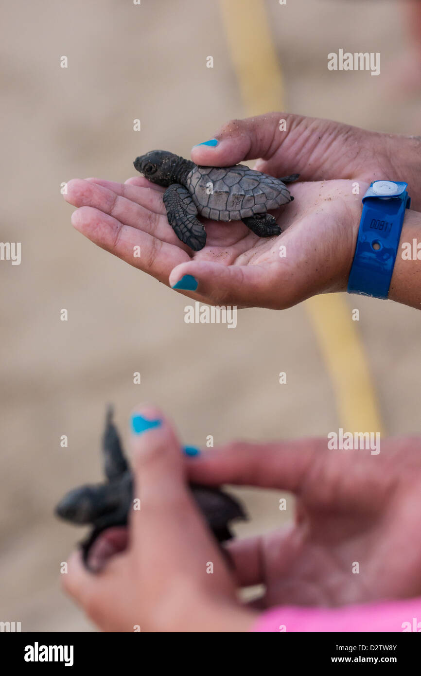baby Olive Ridley sea turtles ready for release, Nayarit, Mexico Stock ...