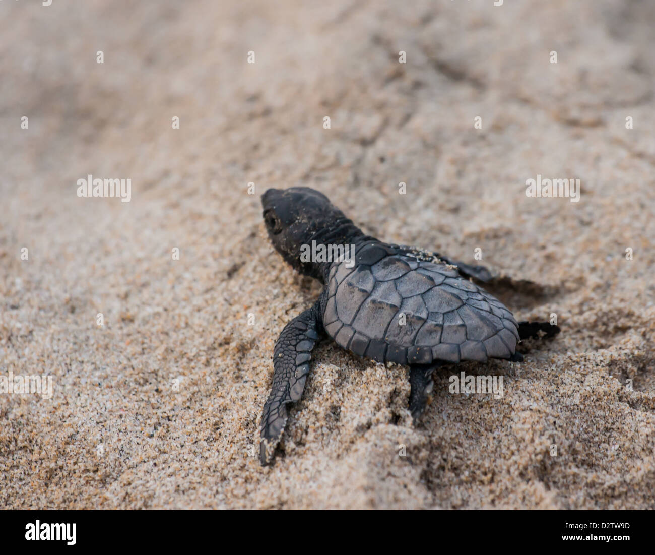 baby Olive Ridley sea turtles ready for release, Nayarit, Mexico Stock ...