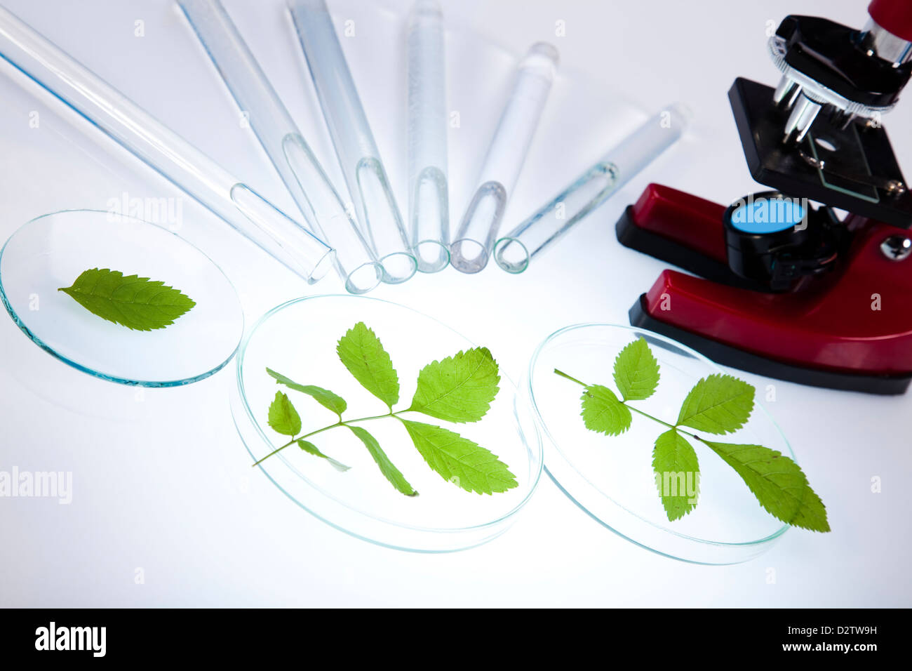 Laboratory glassware containing plants in laboratory Stock Photo - Alamy