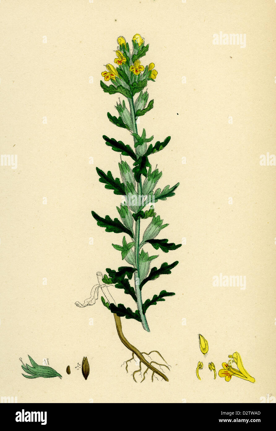 Bartsia viscosa Yellow Bartsia Stock Photo - Alamy