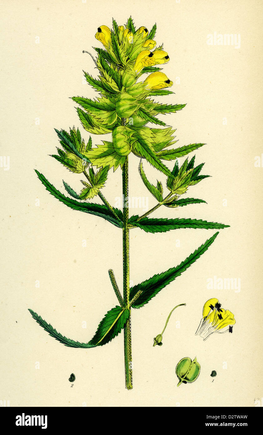 Rhinanthus major Greater Yellow-Rattle Stock Photo - Alamy